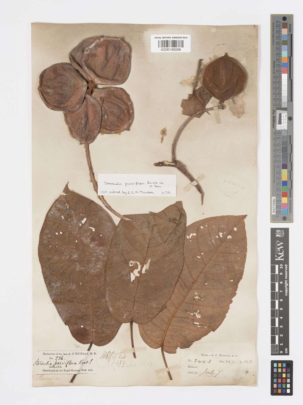 Sterculia parviflora Roxb. ex G.Don | Plants of the World Online | Kew ...