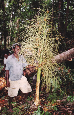Orania palindan (Blanco) Merr. | Plants of the World Online | Kew Science