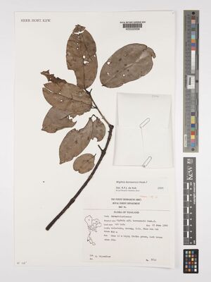 Wightia Wall. | Plants of the World Online | Kew Science