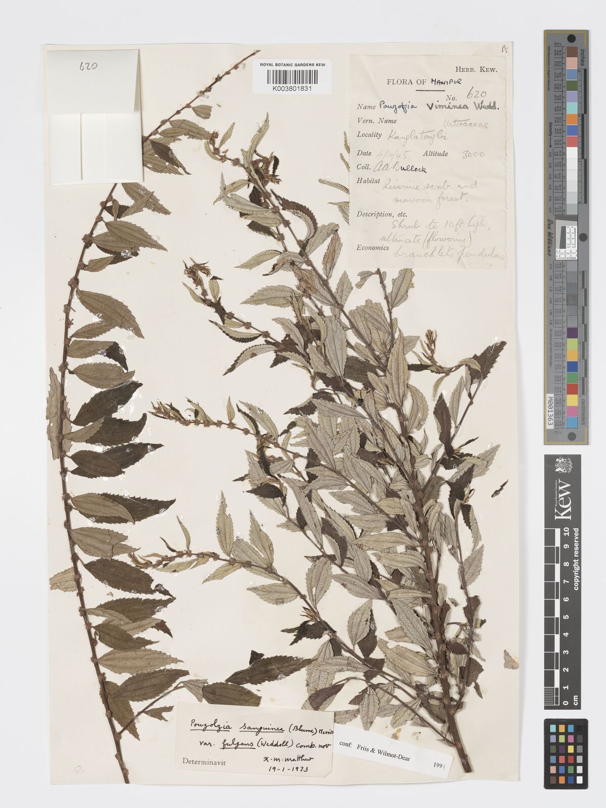 Pouzolzia tirapensis (Deb & Ratna Dutta) Pusalkar & Ingle | Plants of ...