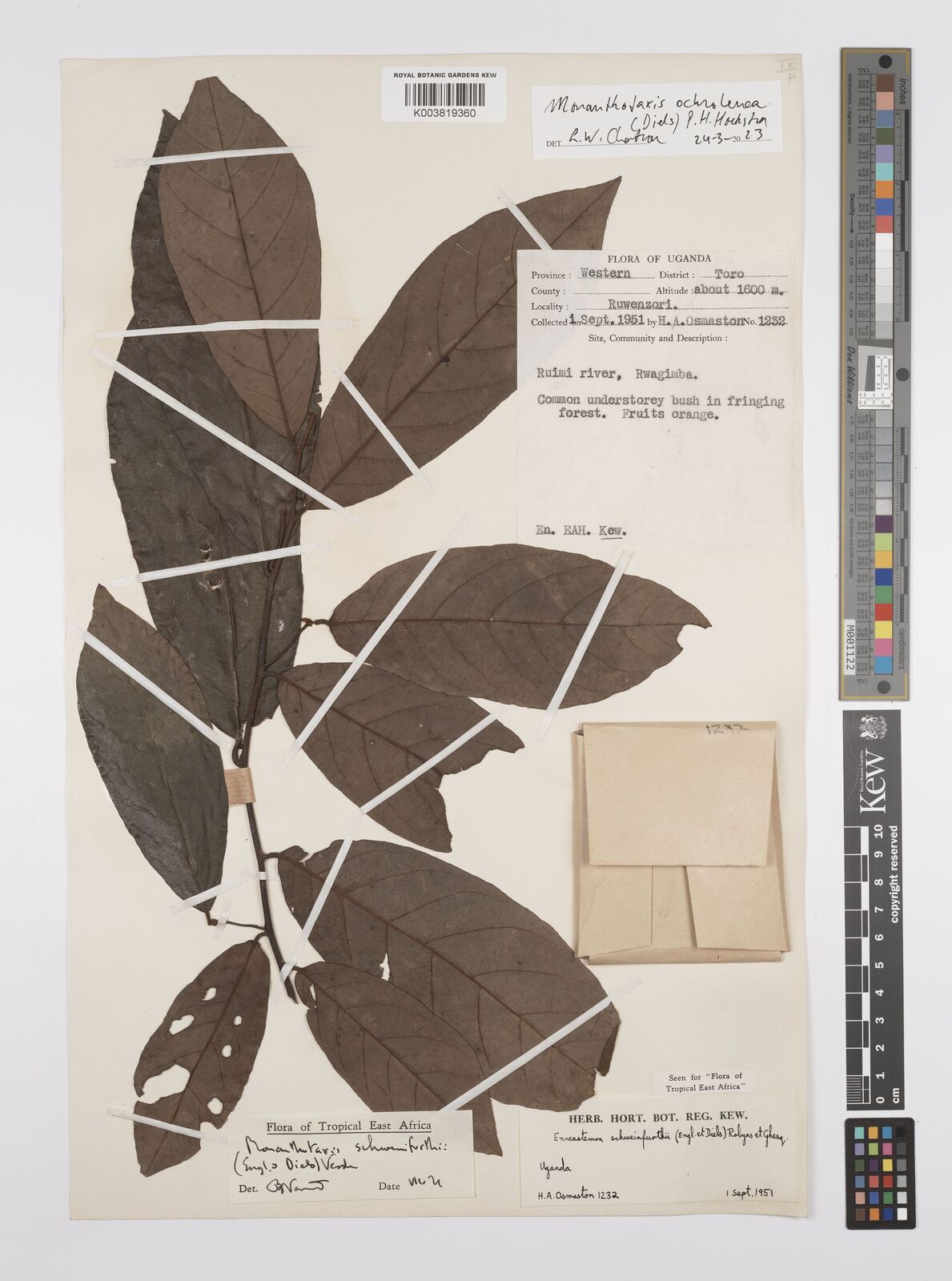 Monanthotaxis ochroleuca (Diels) P.H.Hoekstra | Plants of the World ...