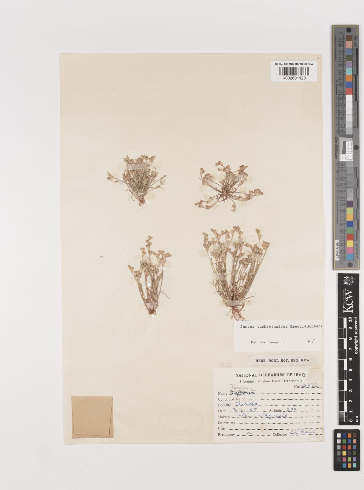 Juncus turkestanicus V.I.Krecz. & Gontsch. | Plants of the World Online ...