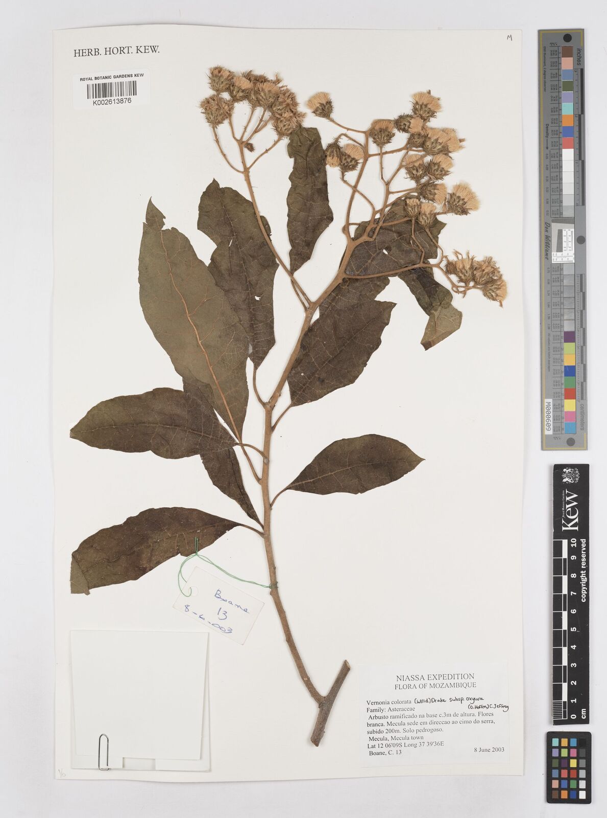 Vernonia colorata (Willd.) Drake | Plants of the World Online | Kew Science