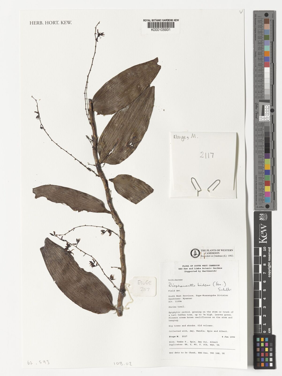 Diaphananthe bidens (Afzel. ex Sw.) Schltr. | Plants of the World ...