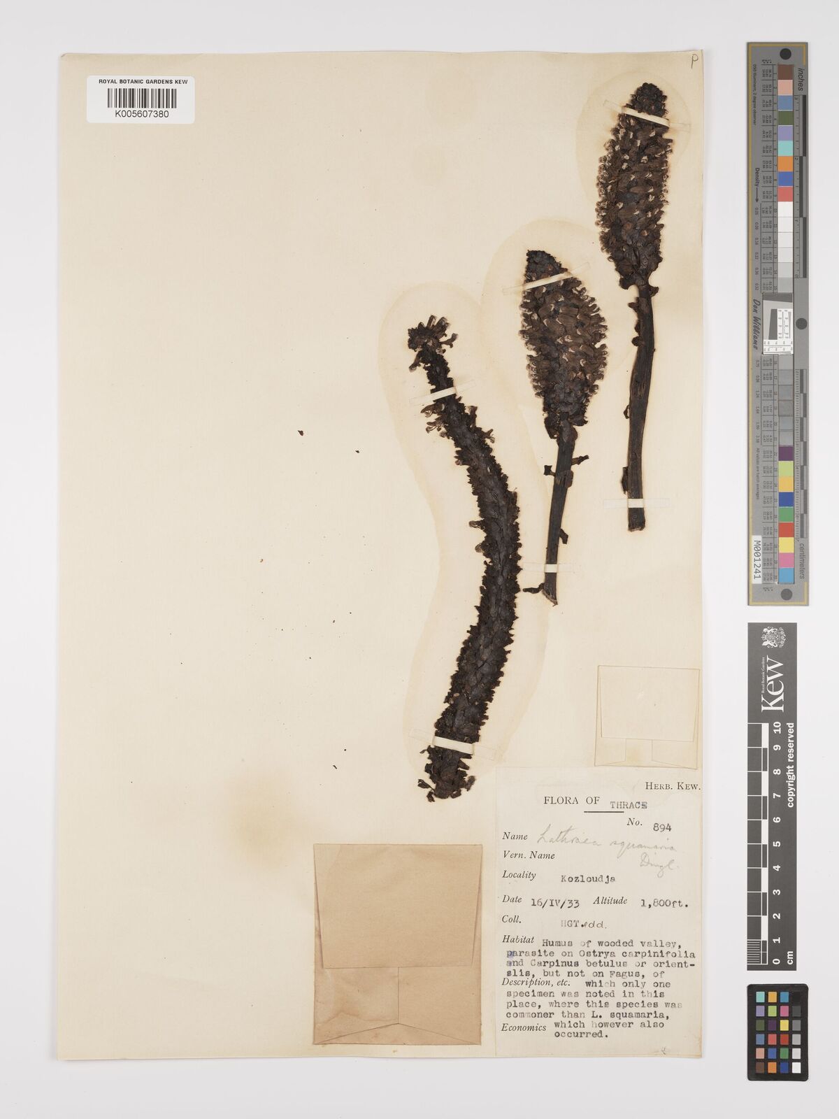 Lathraea rhodopea Dingler | Plants of the World Online | Kew Science