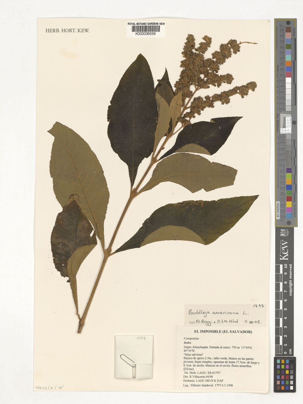 Buddleja americana L. | Colombian Plants made accessible