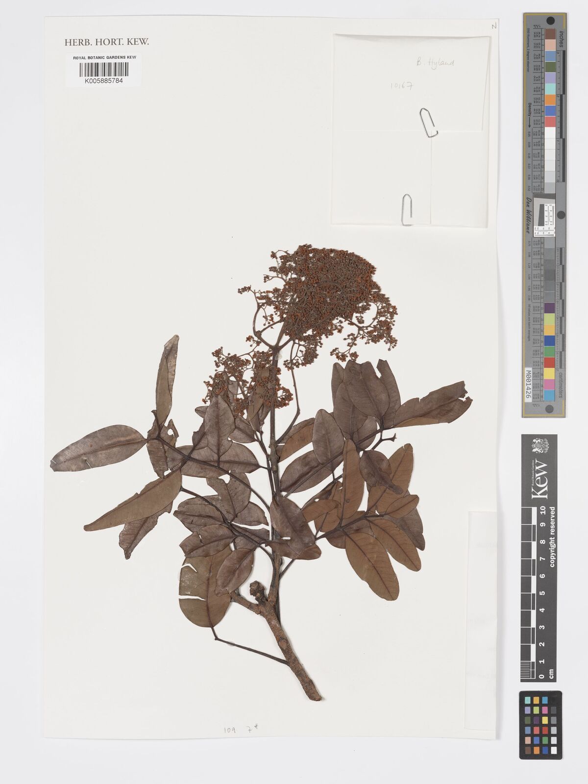 Flindersia F.L.Bauer | Plants of the World Online | Kew Science