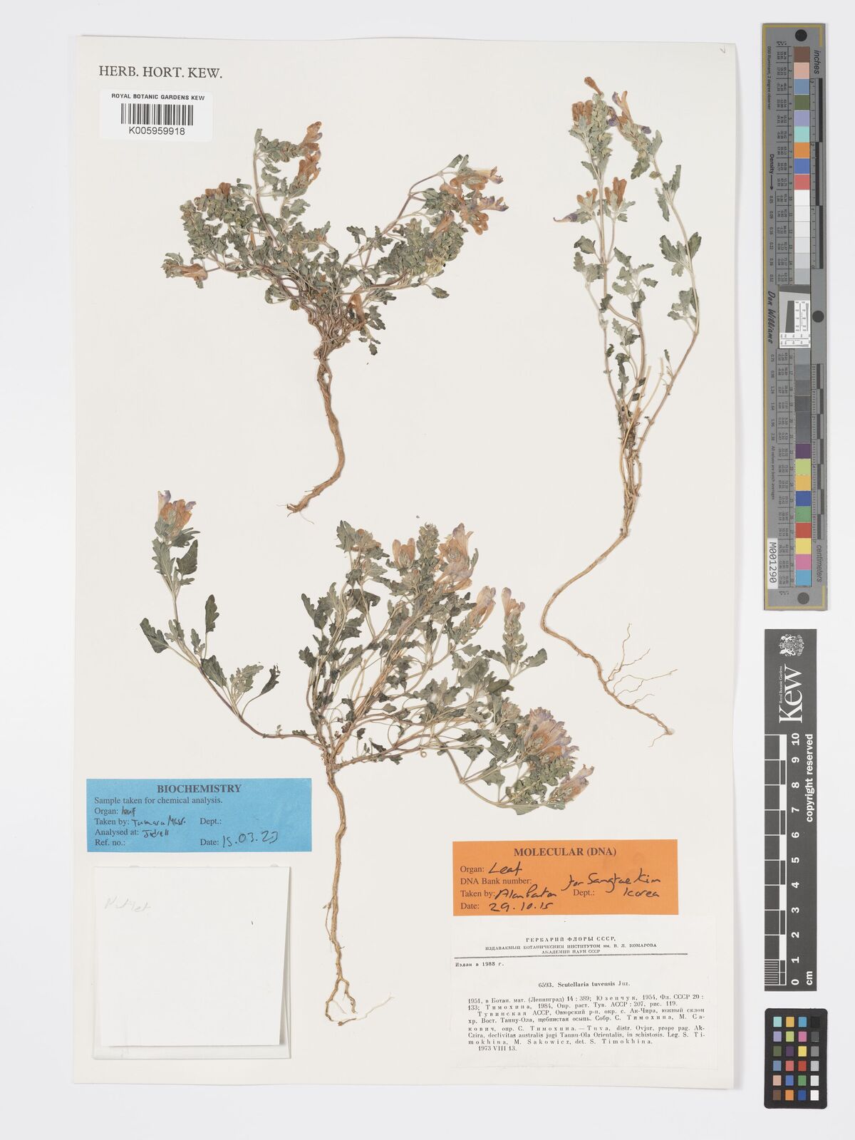 Scutellaria tuvensis Juz. | Plants of the World Online | Kew Science