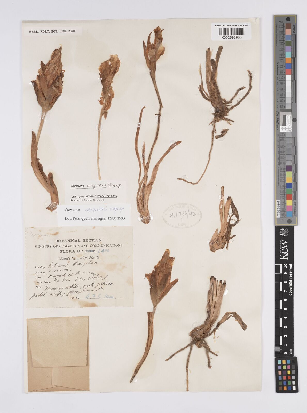 Curcuma singularis Gagnep. | Plants of the World Online | Kew Science
