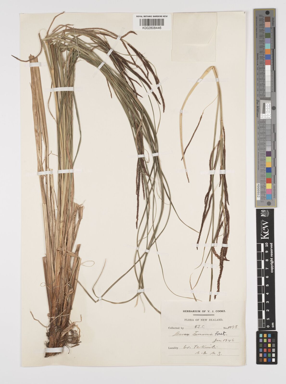 Carex coriacea Hamlin | Plants of the World Online | Kew Science