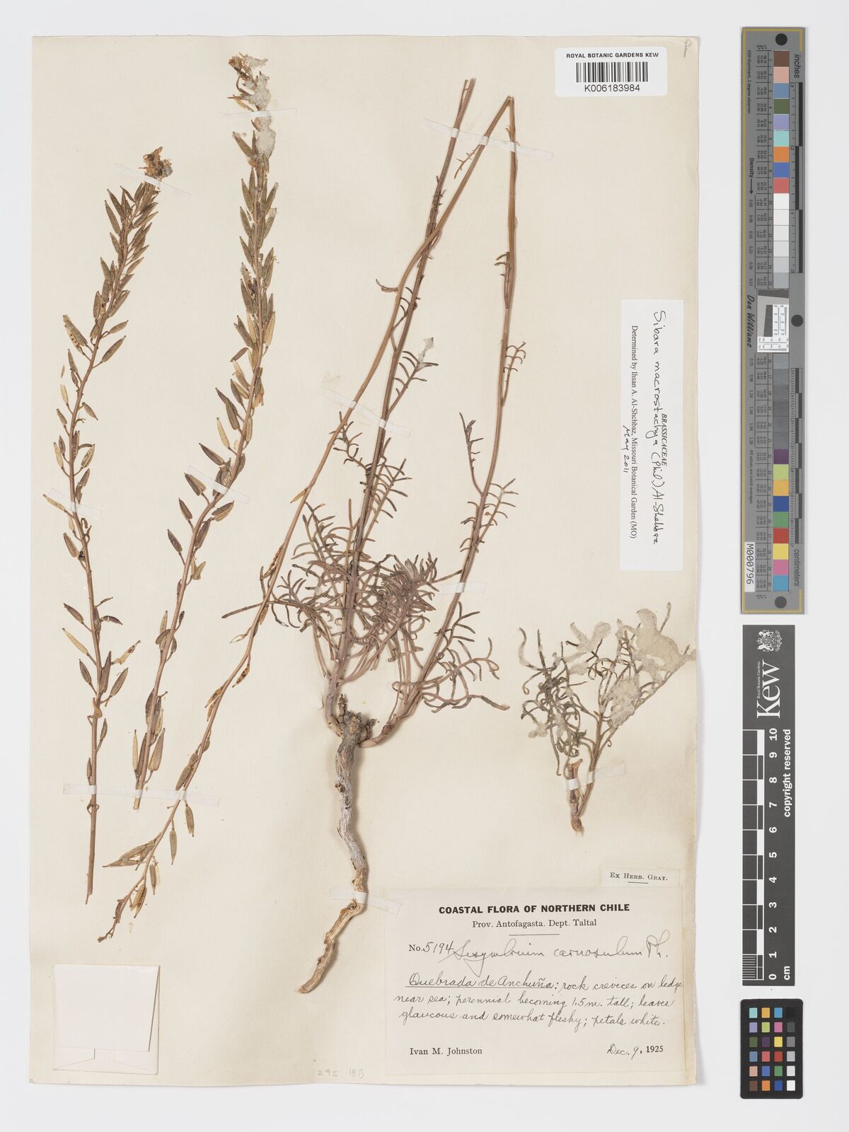 Sibara macrostachya (Phil.) Al-Shehbaz | Plants of the World Online ...
