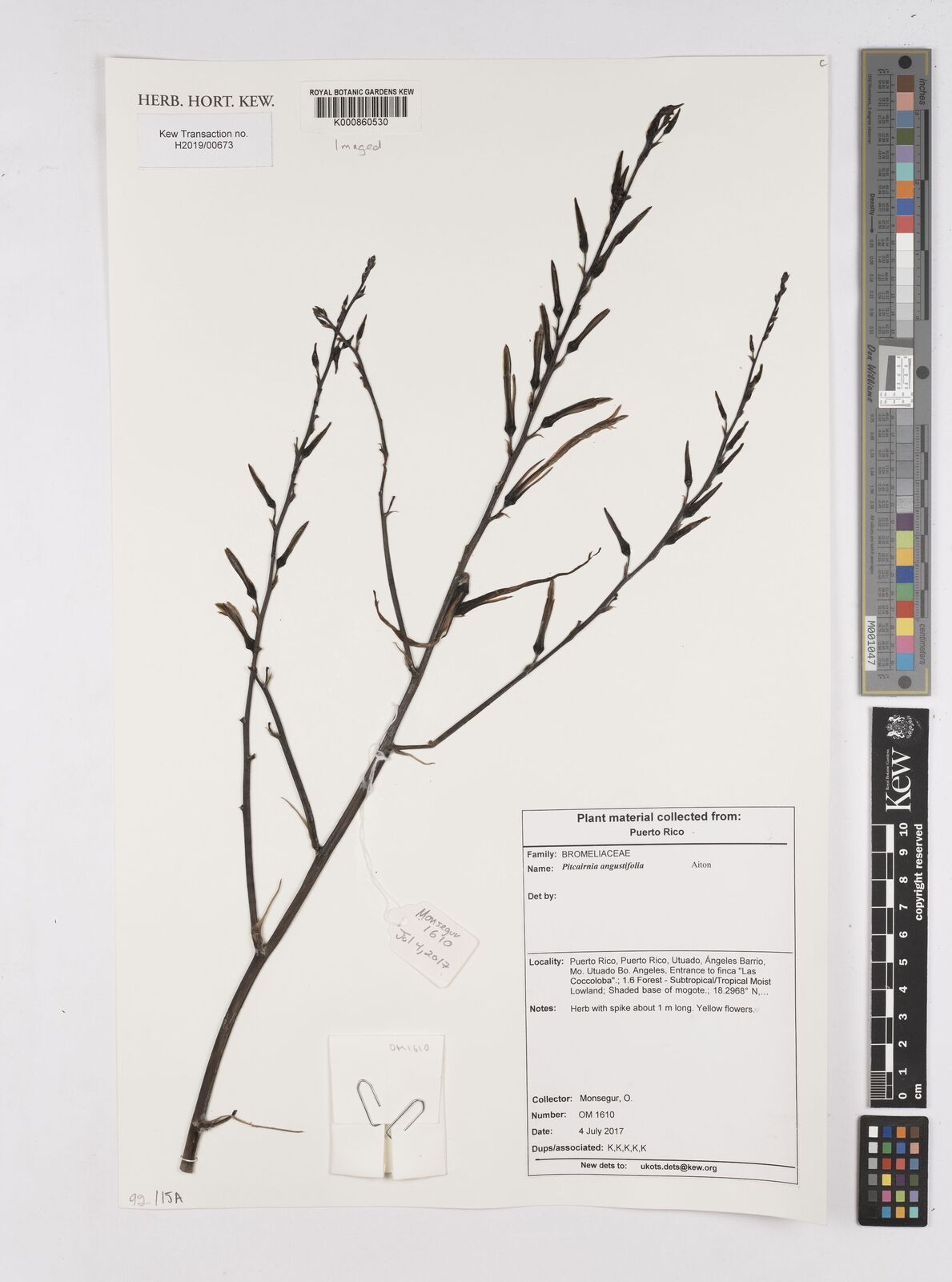 Pitcairnia angustifolia Aiton | Plants of the World Online | Kew Science
