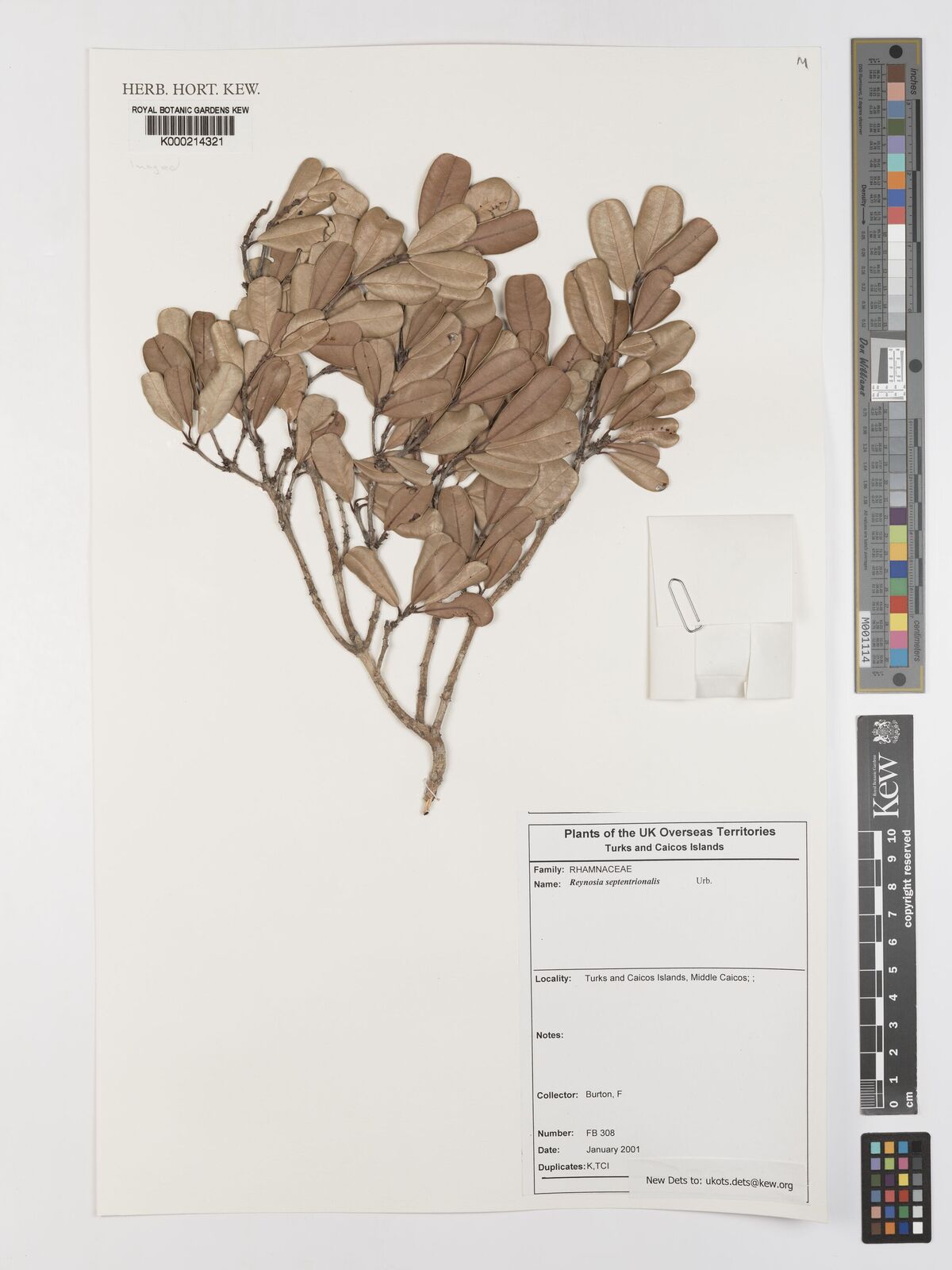 Reynosia septentrionalis Urb. | Plants of the World Online | Kew Science