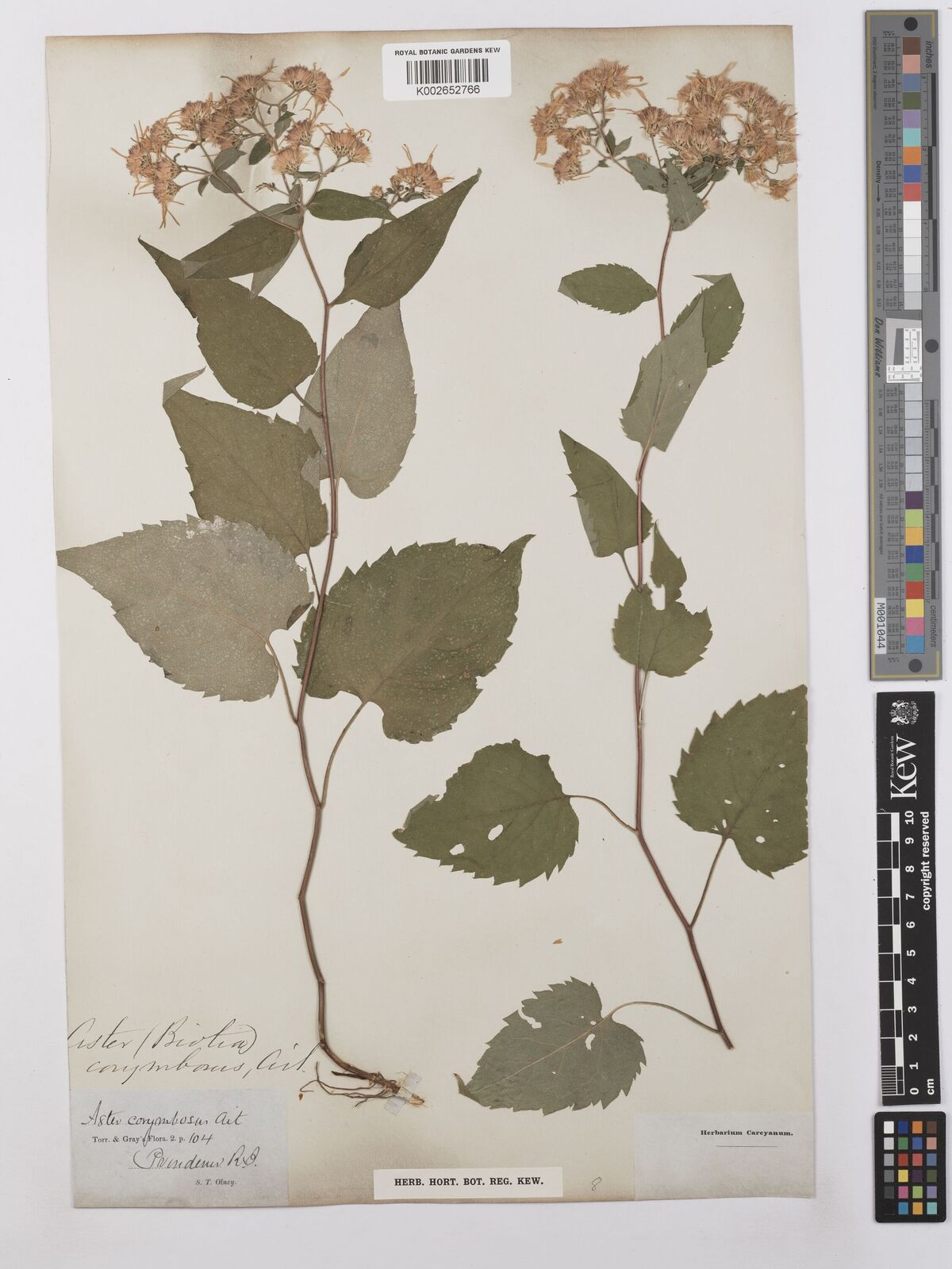 Aster scaber Thunb. | Plants of the World Online | Kew Science