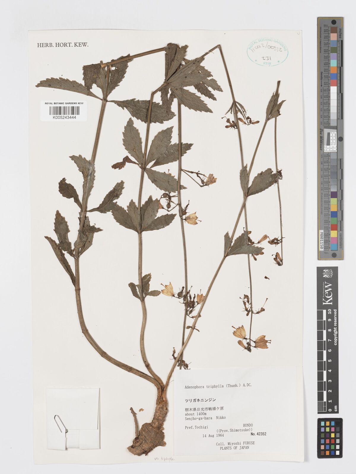 Adenophora triphylla (Thunb.) A.DC. | Plants of the World Online | Kew ...