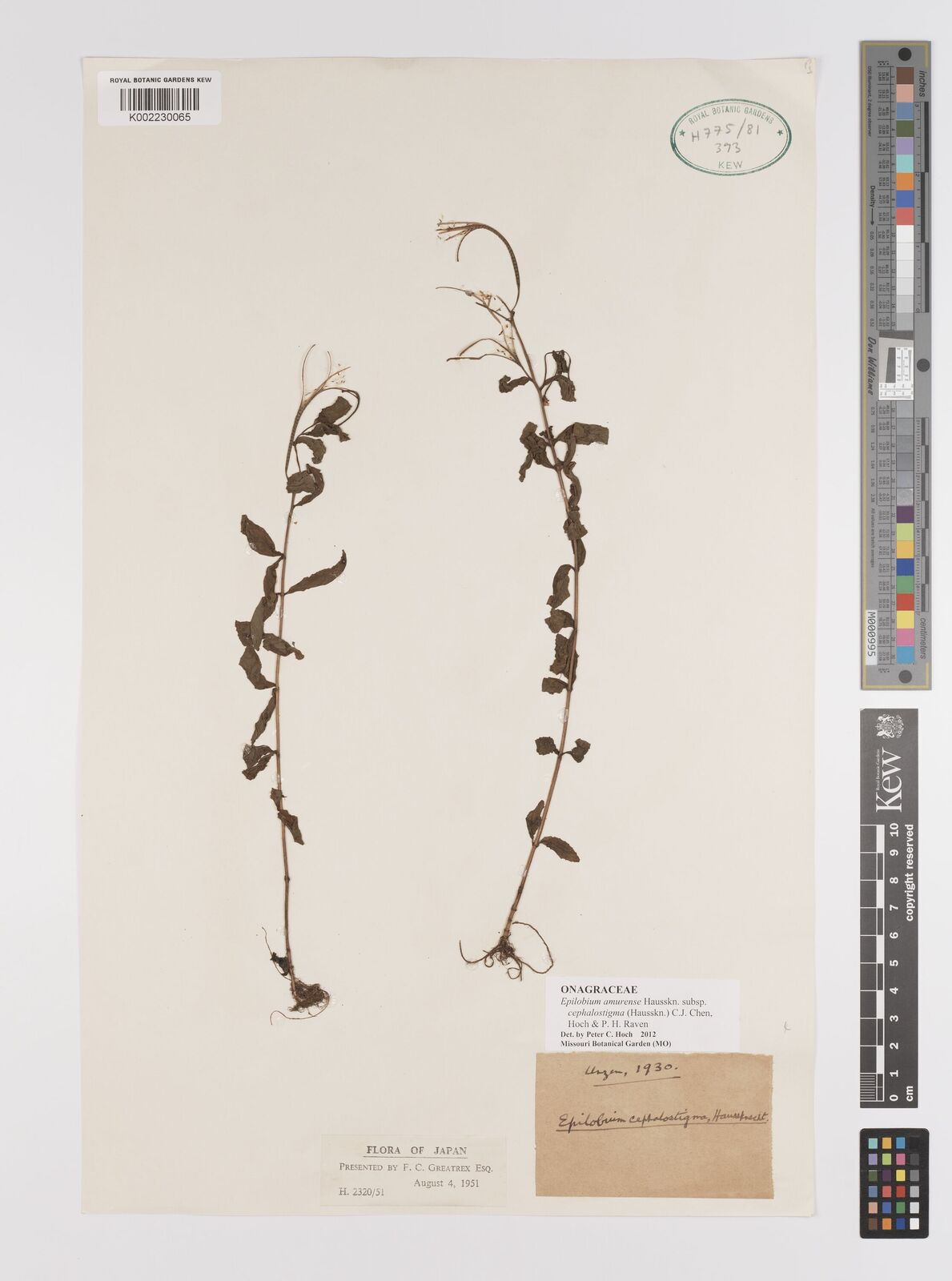 Epilobium amurense subsp. cephalostigma (Hausskn.) C.J.Chen, Hoch & P.H ...
