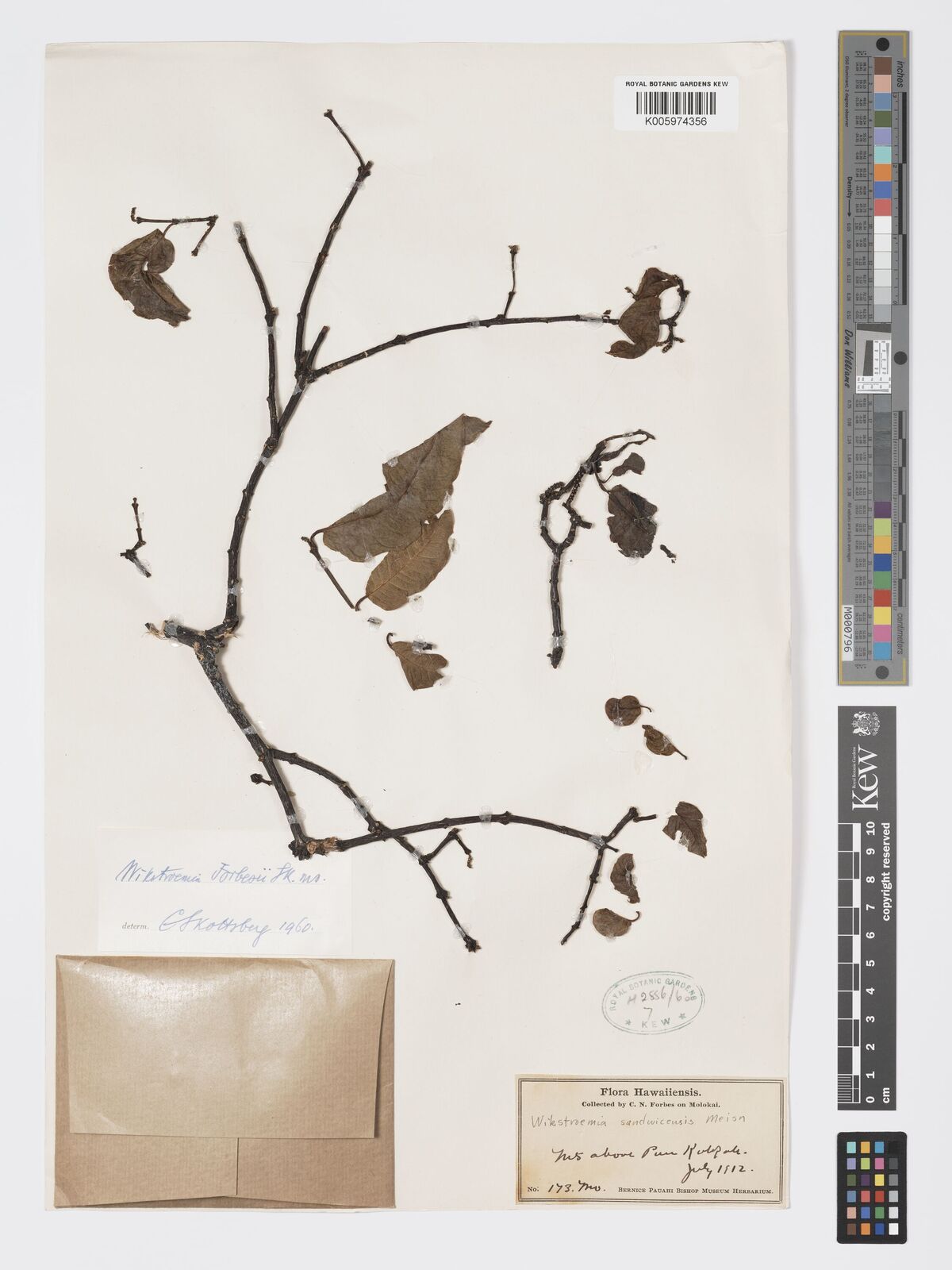 Wikstroemia forbesii Skottsb. | Plants of the World Online | Kew Science