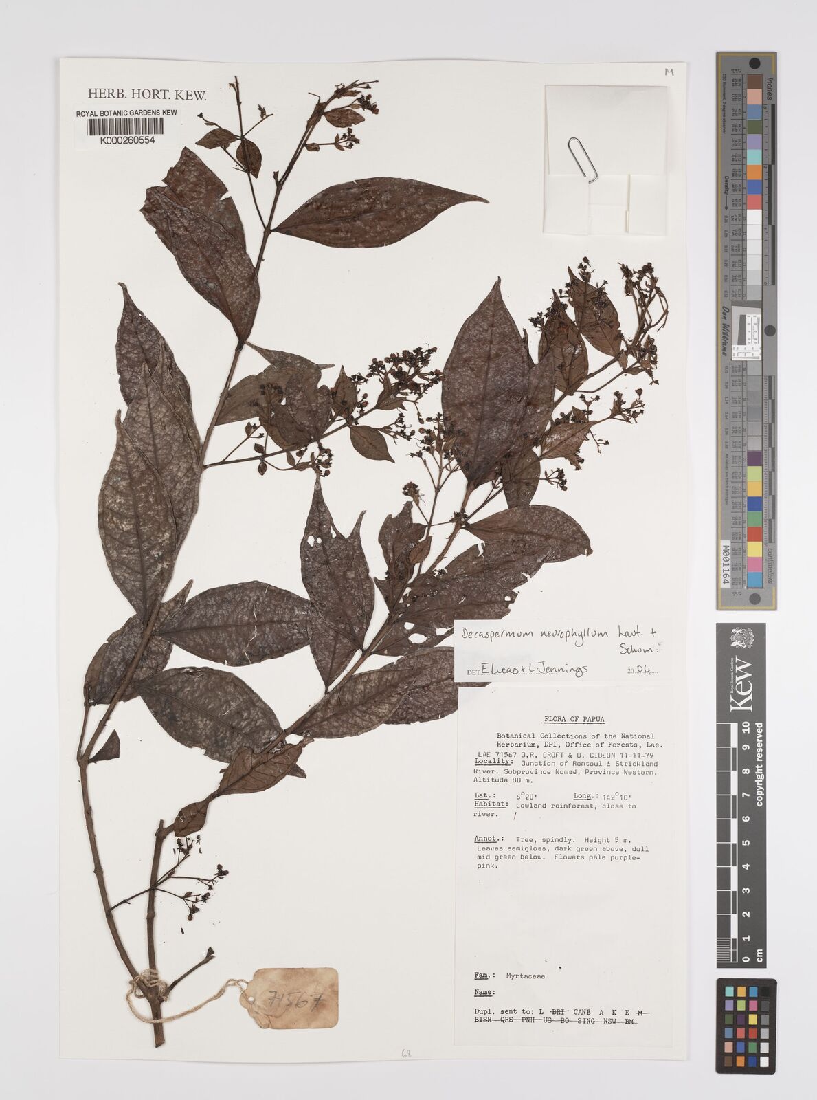 Decaspermum neurophyllum K.Schum. & Lauterb. | Plants of the World ...