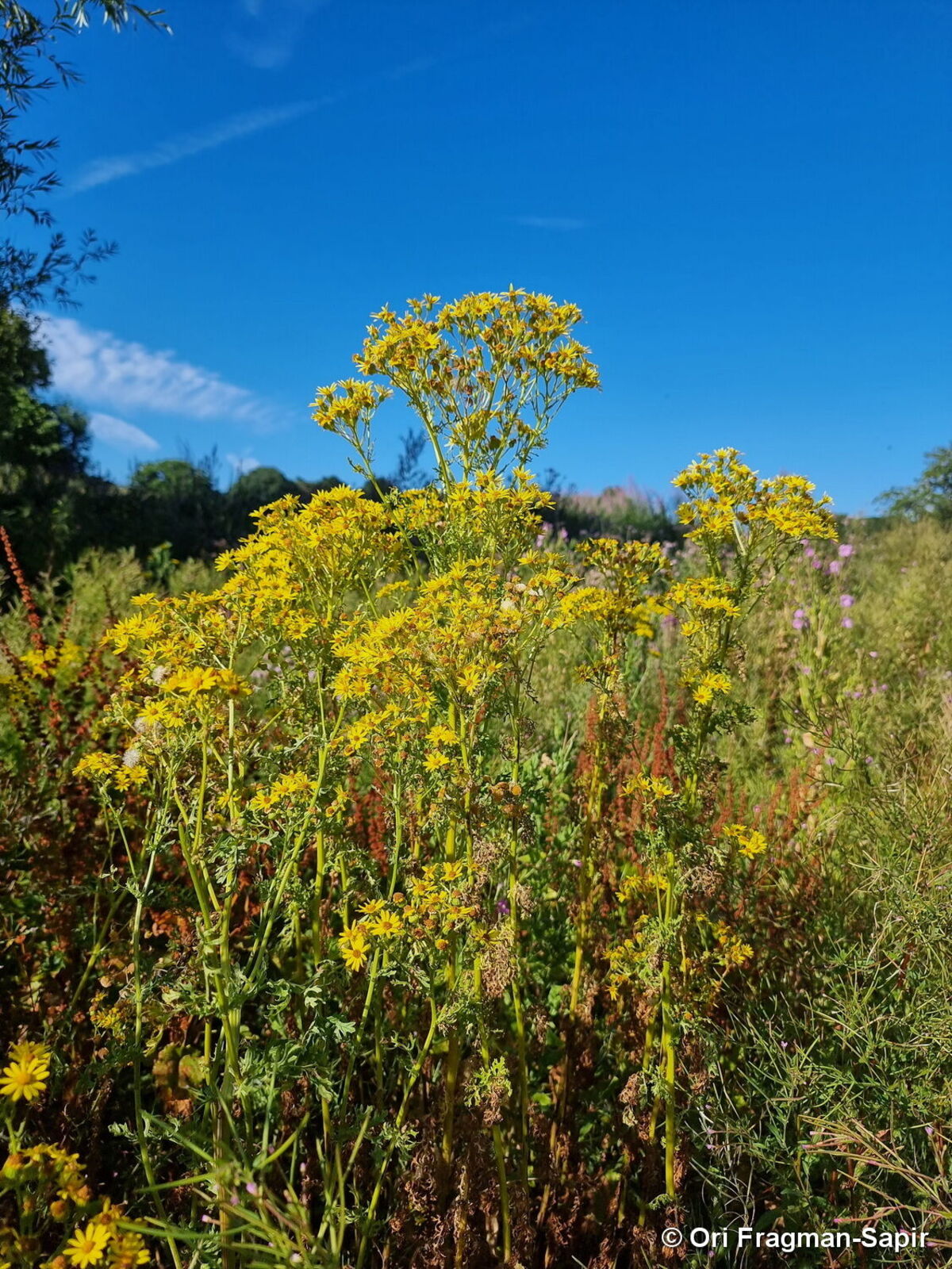Jacobaea vulgaris Gaertn. | Plants of the World Online | Kew Science