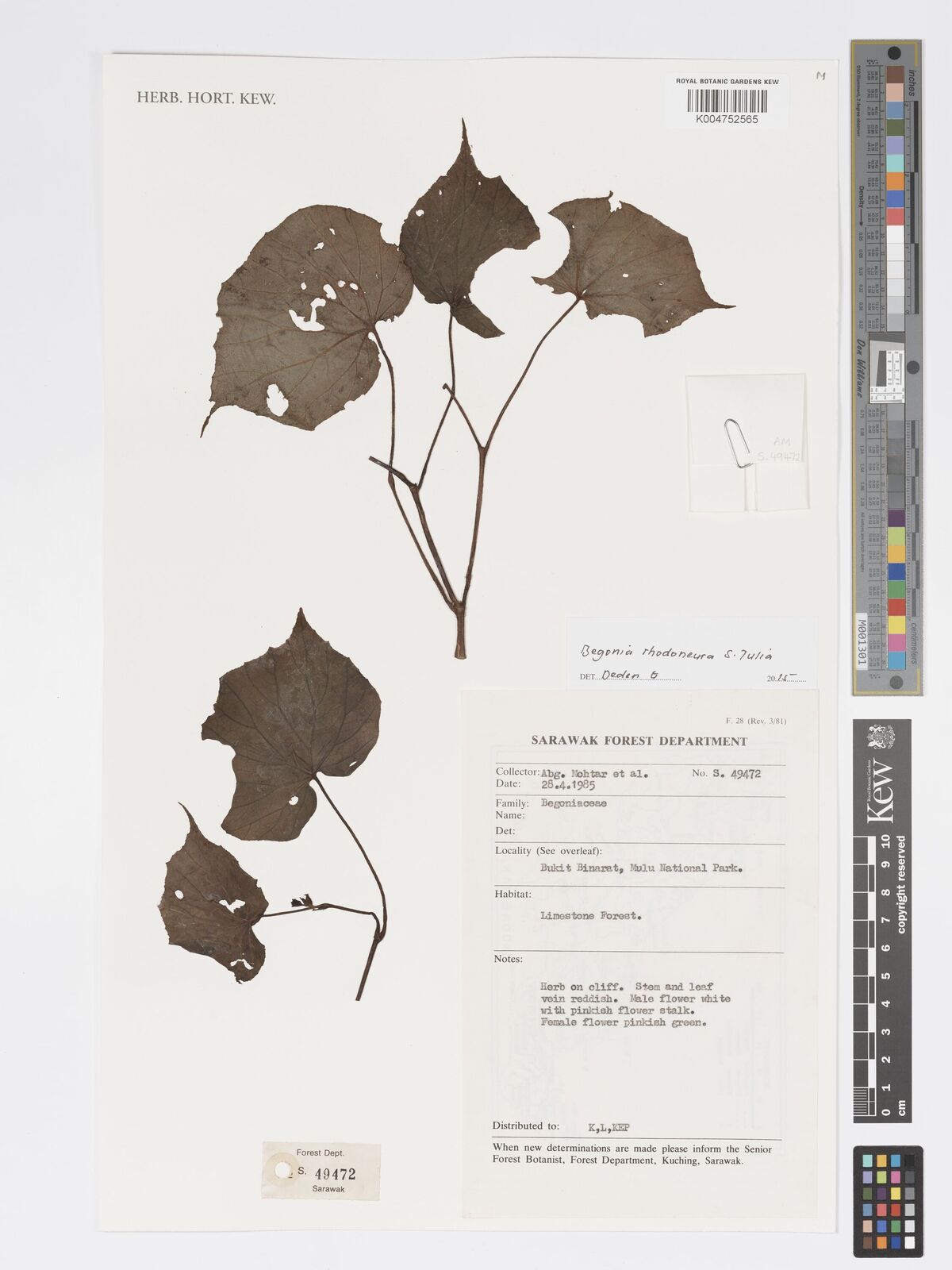 Begonia rhodoneura S.Julia | Plants of the World Online | Kew Science