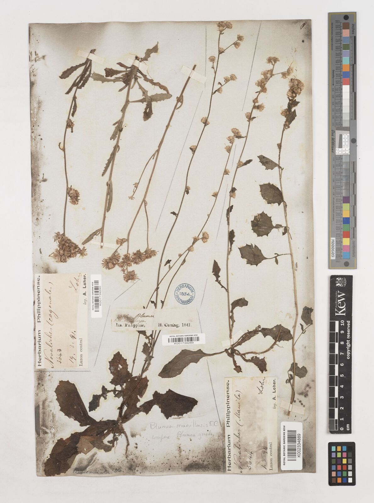 Blumea manillensis (Less.) DC. | Plants of the World Online | Kew Science