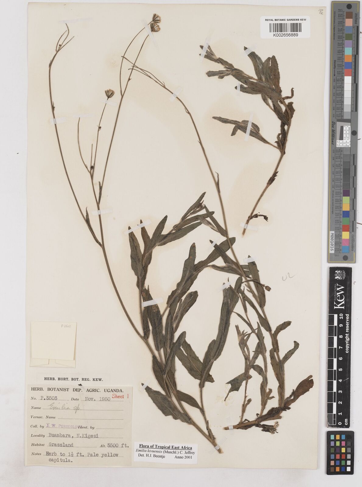 Emilia kiwuensis (Muschl.) C.Jeffrey | Plants of the World Online | Kew ...