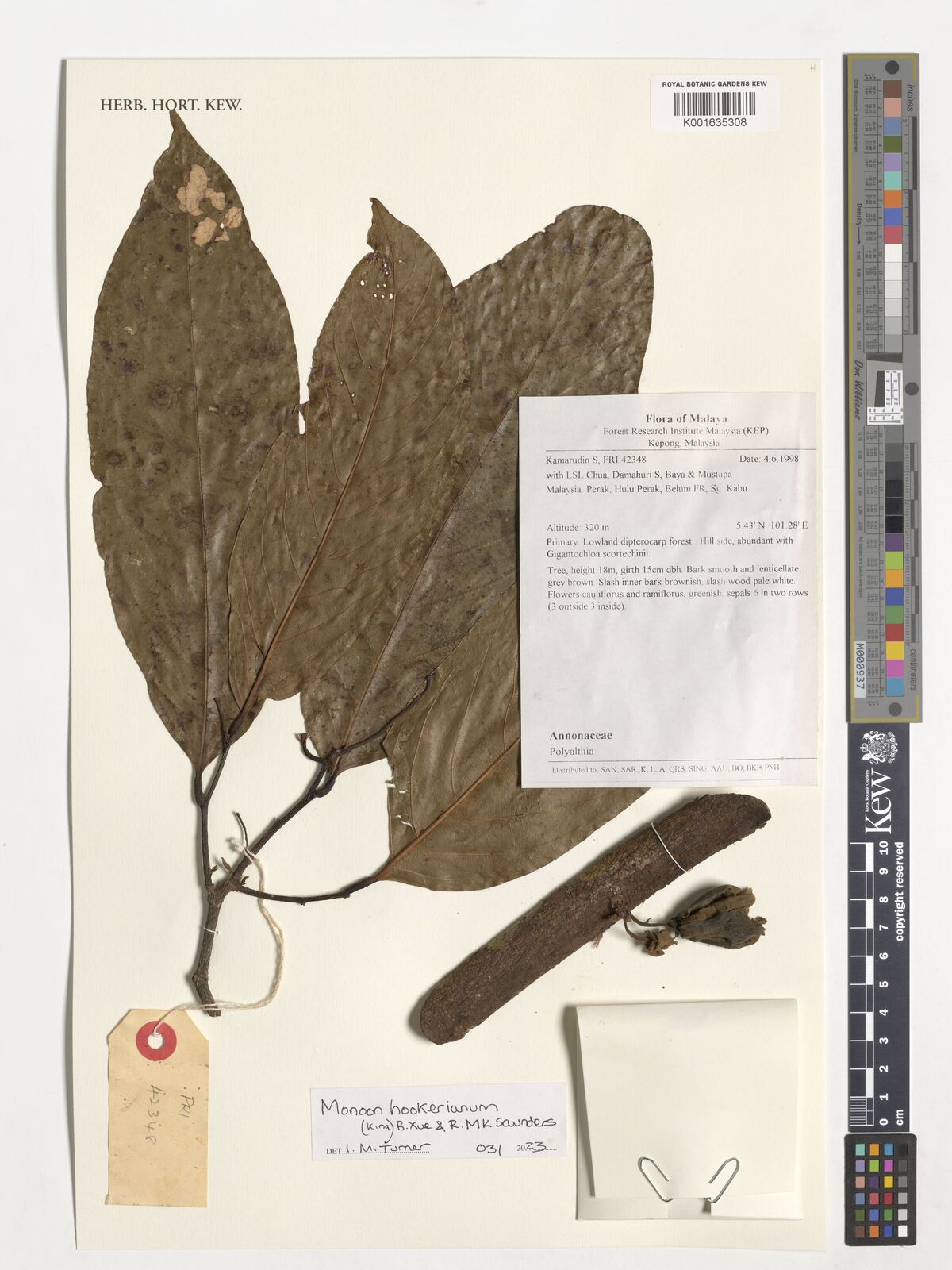 Monoon hookerianum (King) B.Xue & R.M.K.Saunders | Plants of the World ...