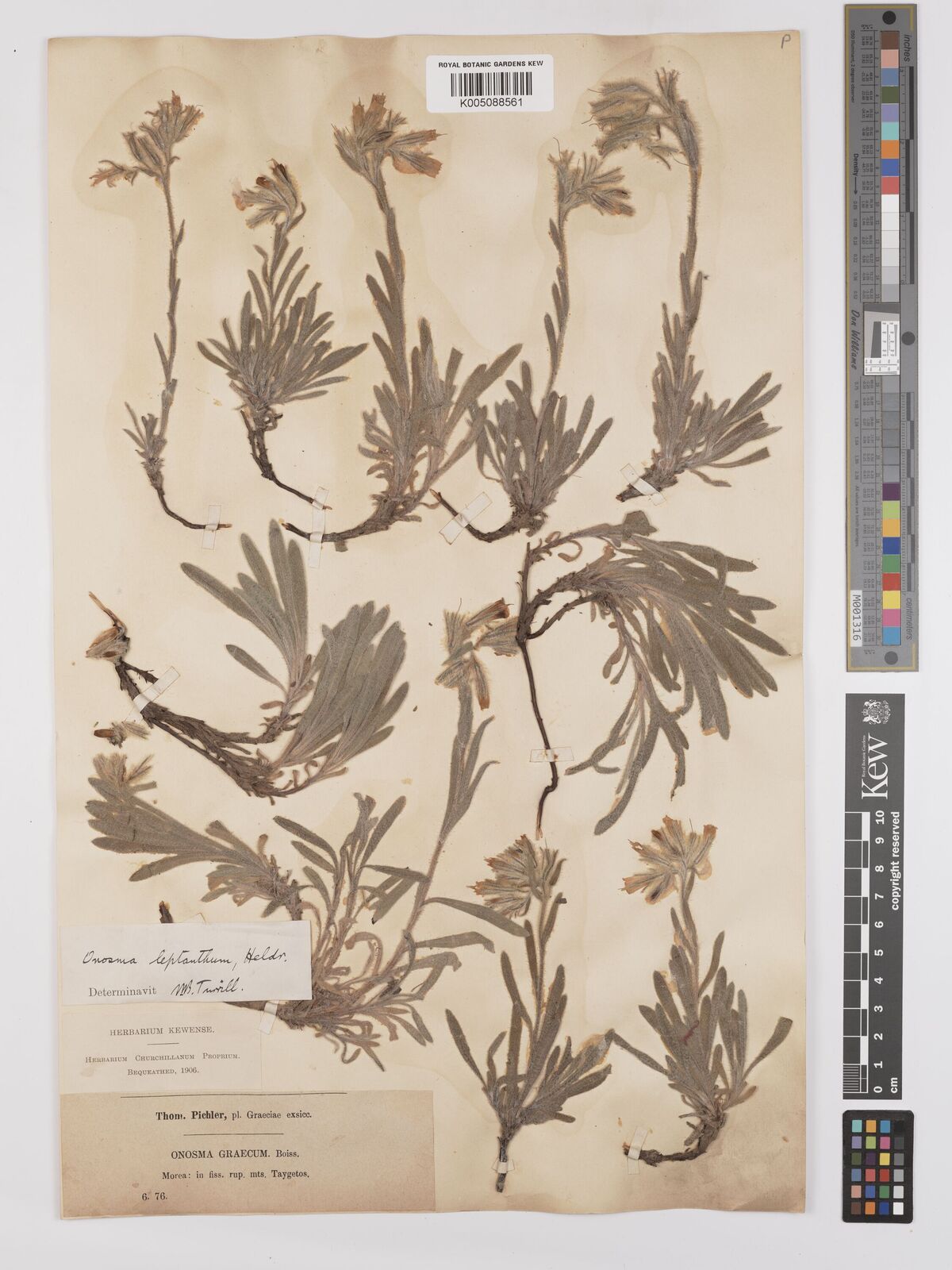 Onosma leptantha Heldr. | Plants of the World Online | Kew Science