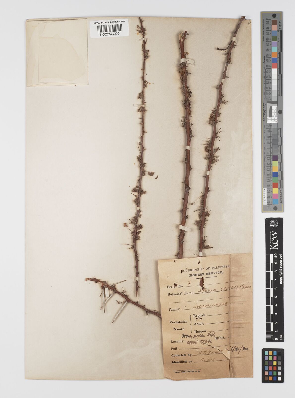 Vachellia tortilis subsp. raddiana (Savi) Kyal. & Boatwr. | Plants of ...