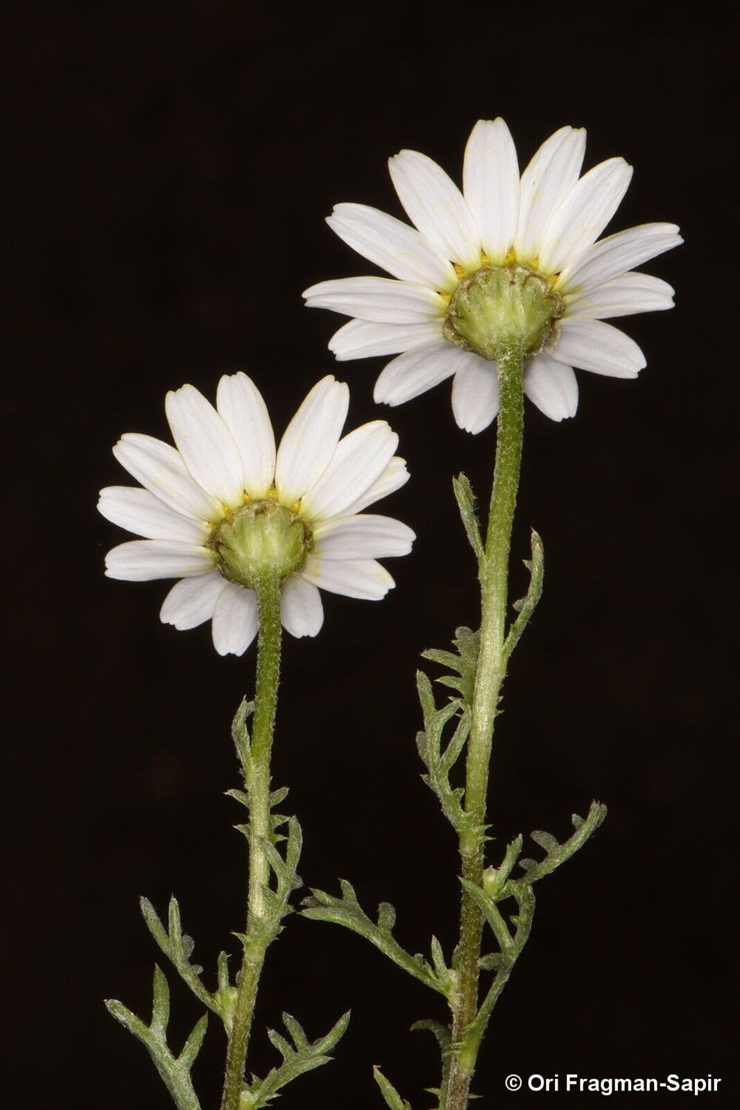 Anthemis indurata Delile | Plants of the World Online | Kew Science