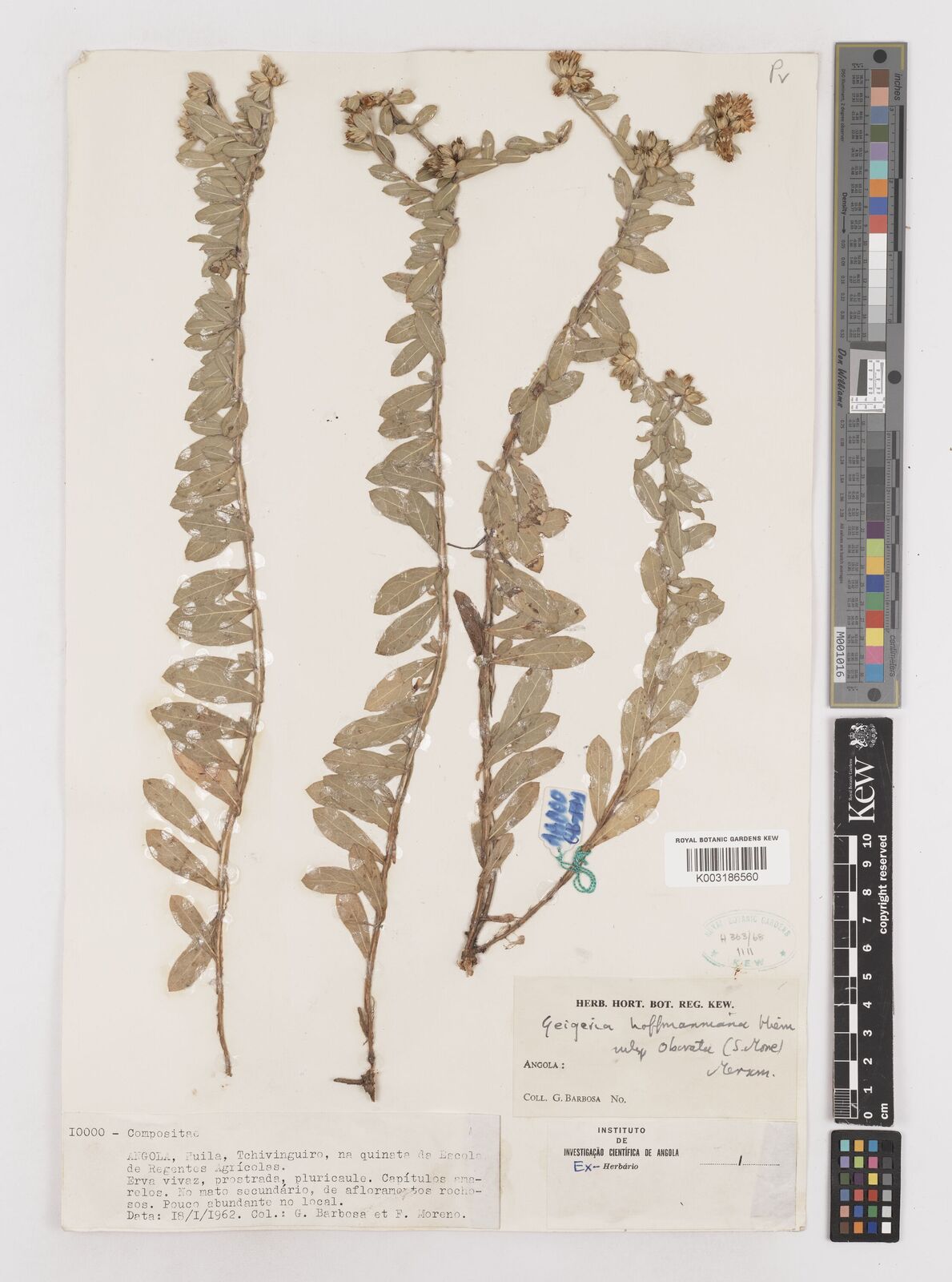 Geigeria hoffmanniana subsp. obovata (S.Moore) Merxm. | Plants of the ...