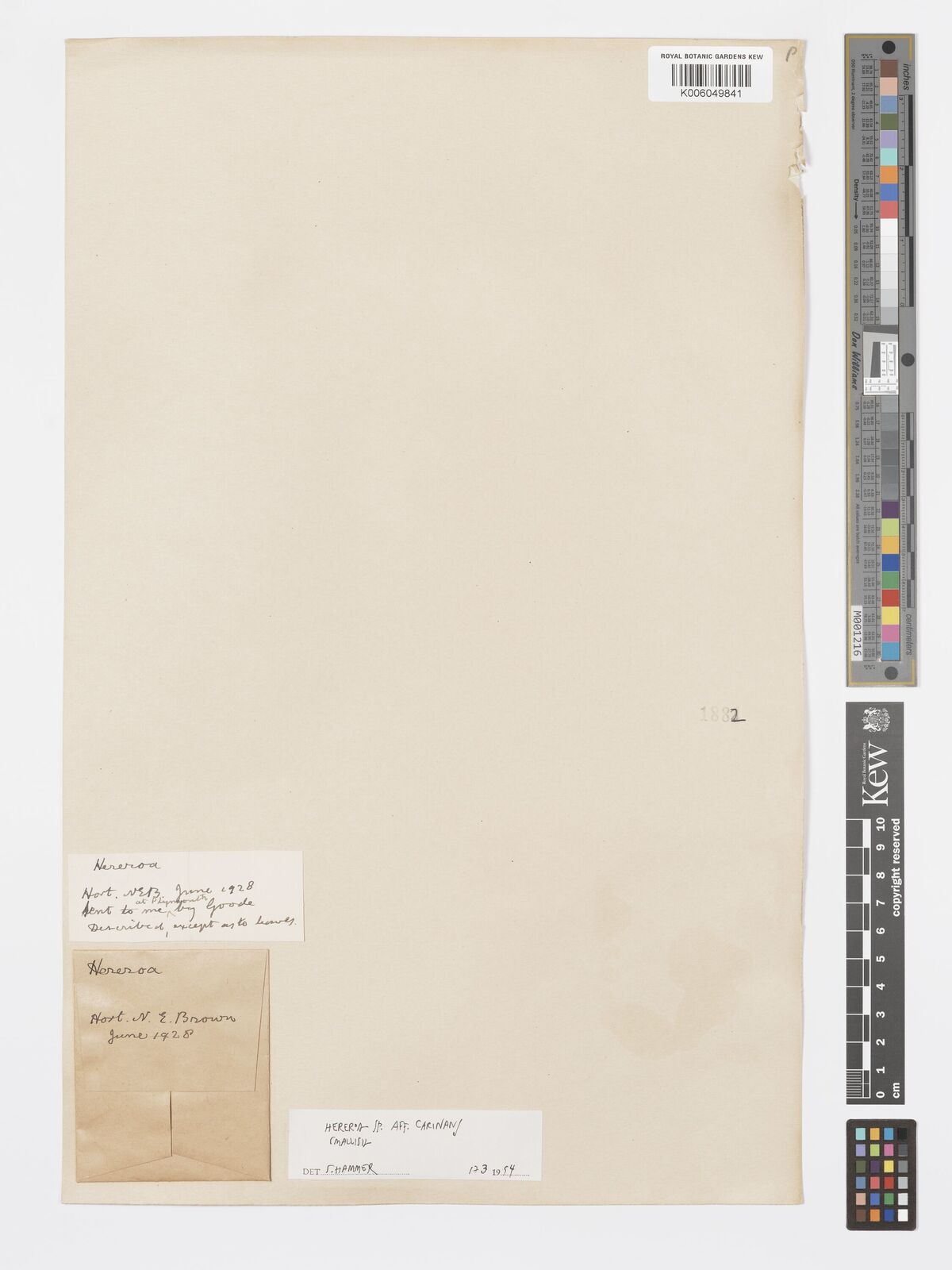 Hereroa (Schwantes) Dinter & Schwantes | Plants of the World Online ...