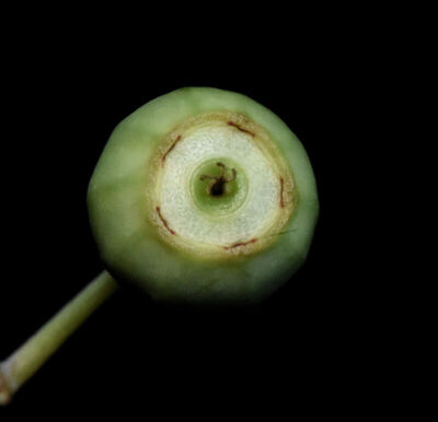 Helinus integrifolius (Lam.) Kuntze | Plants of the World Online | Kew ...