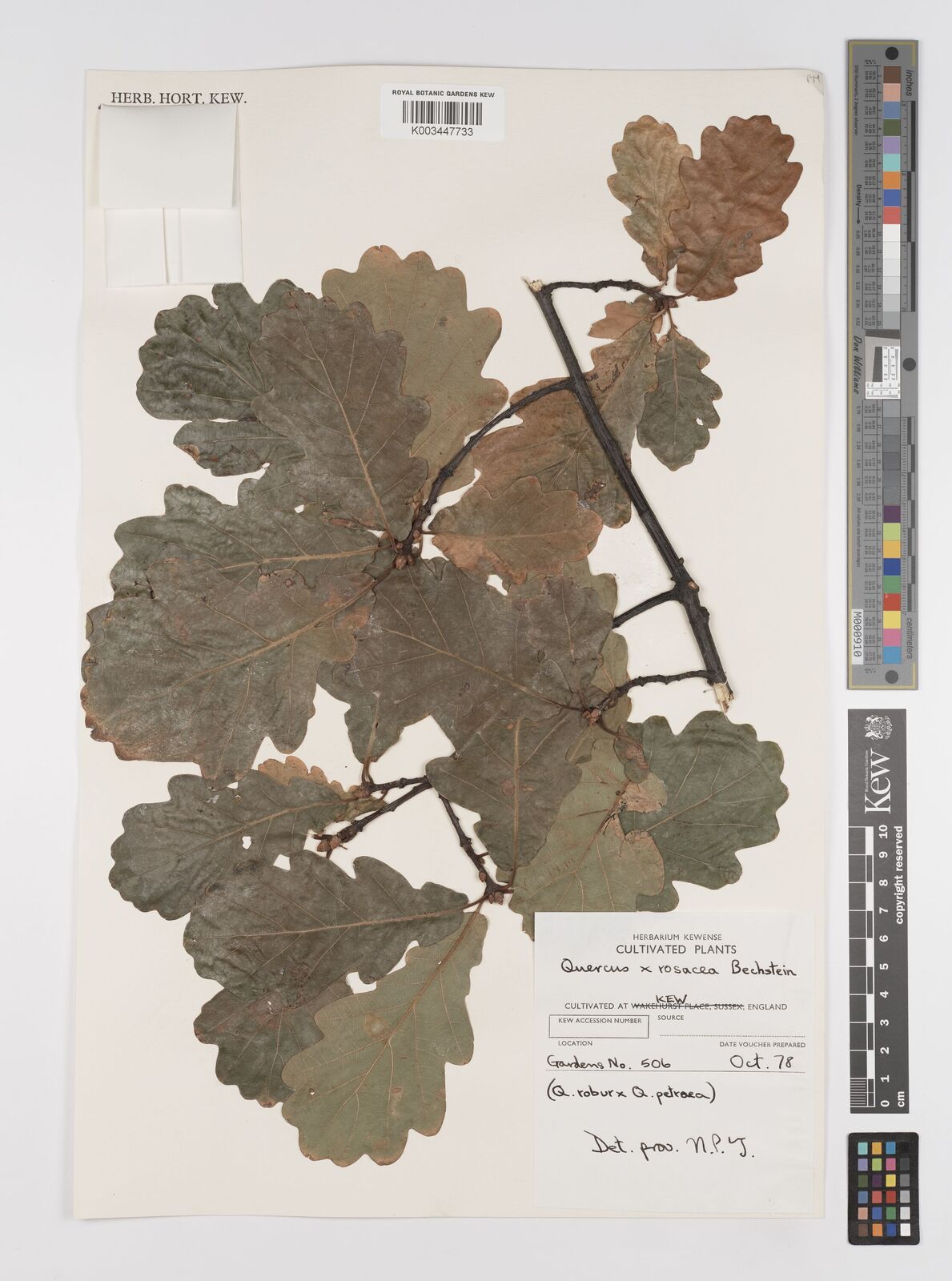 Quercus × rosacea Bechst. | Plants of the World Online | Kew Science