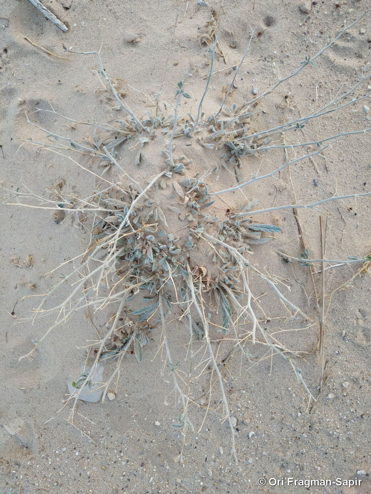 Convolvulus spicatus Peter ex Hallier f. | Plants of the World Online ...