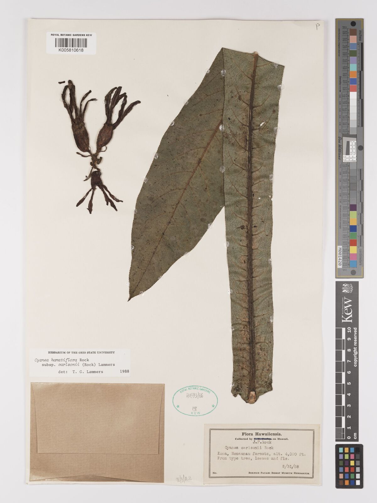 Cyanea hamatiflora subsp. carlsonii (Rock) Lammers | Plants of the ...