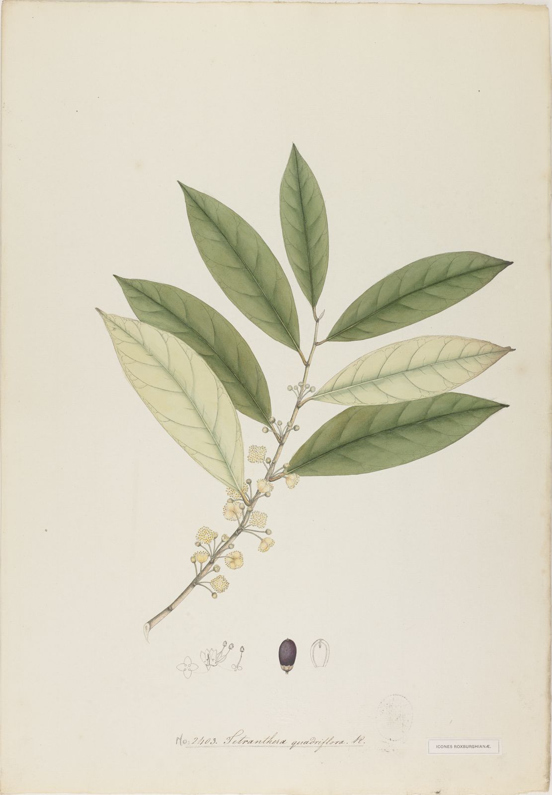 Litsea monopetala (Roxb.) Pers. | Plants of the World Online | Kew Science