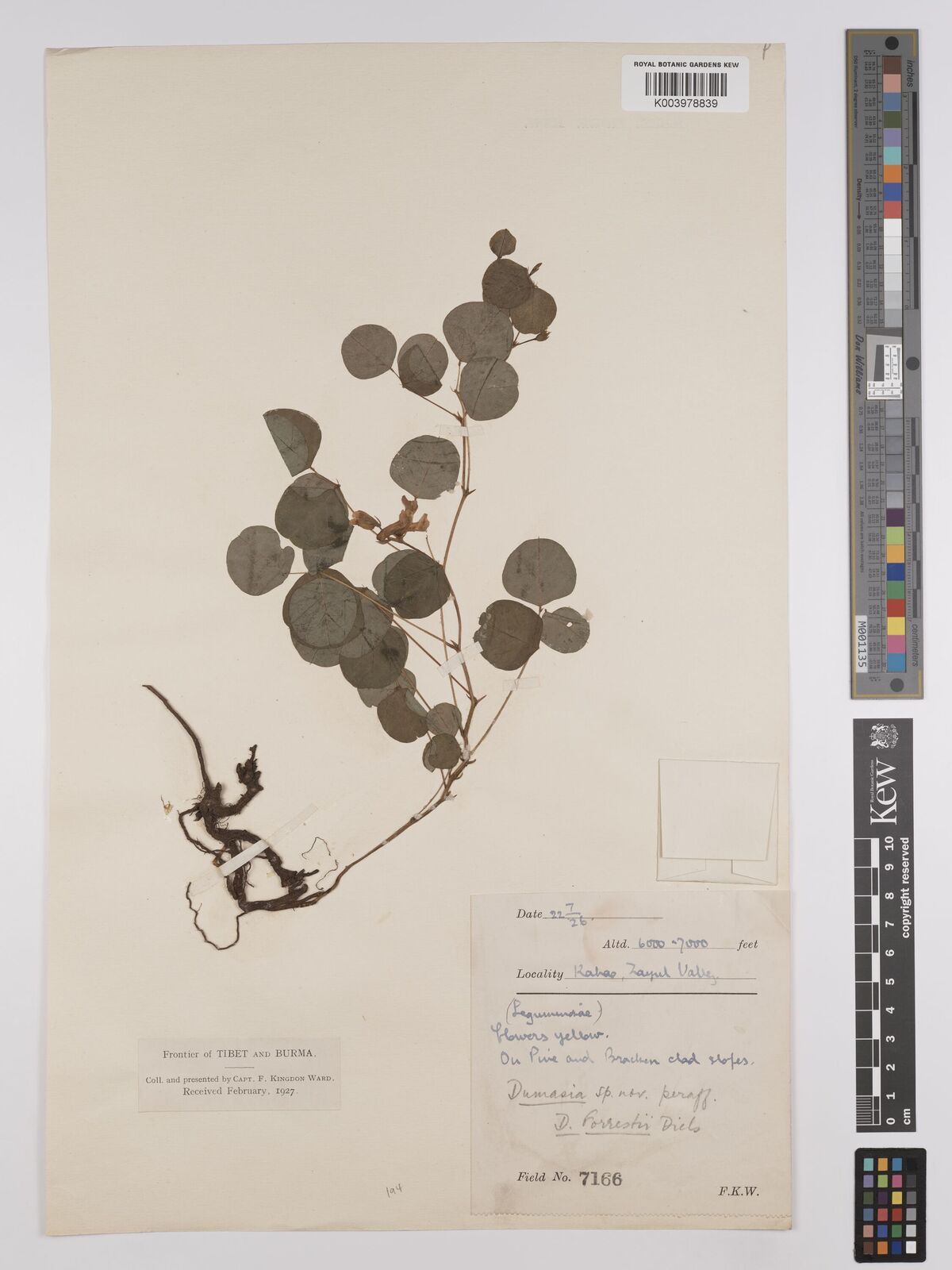 Dumasia forrestii Diels | Plants of the World Online | Kew Science