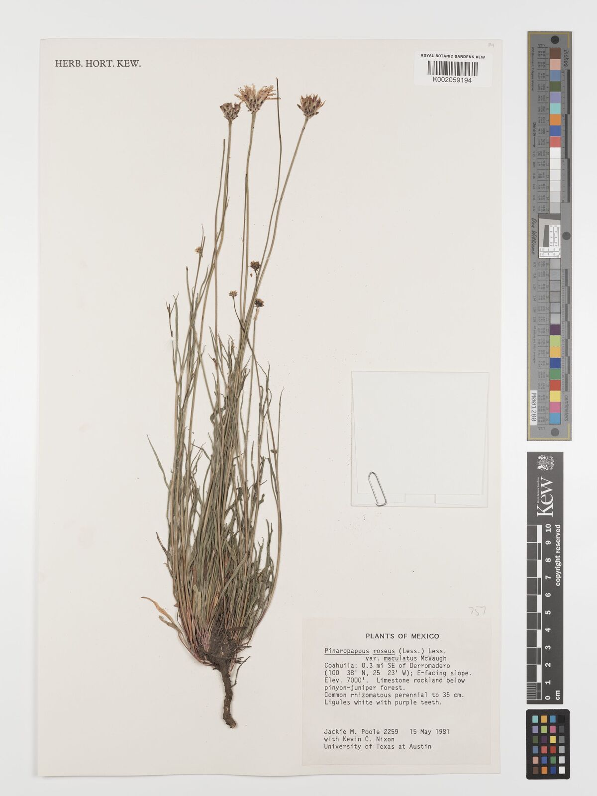 Pinaropappus roseus var. maculatus McVaugh | Plants of the World Online ...