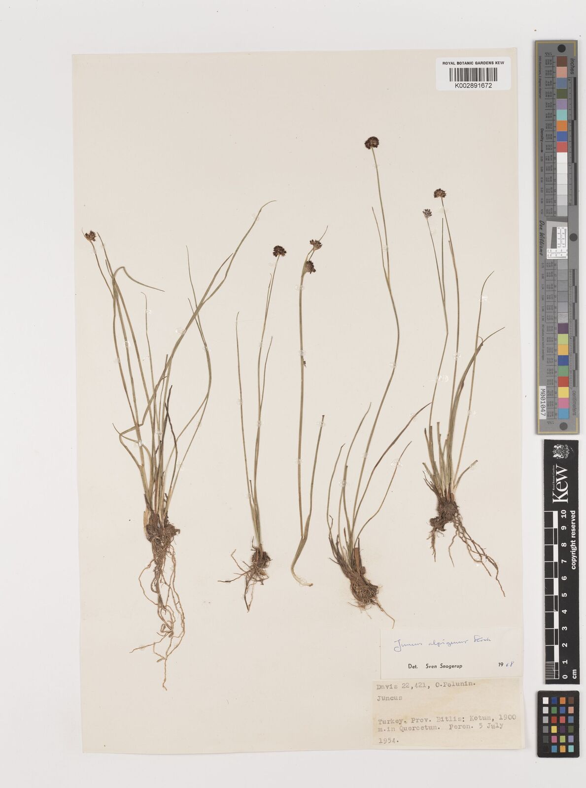 Juncus alpigenus K.Koch | Plants of the World Online | Kew Science