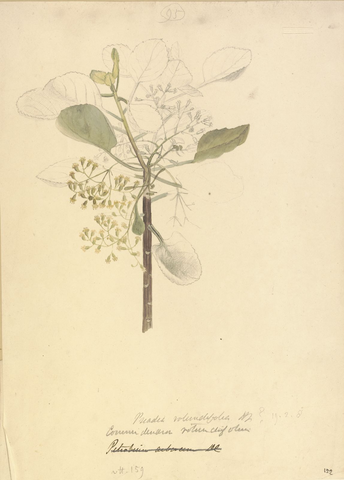 Commidendrum rotundifolium (Roxb.) DC. | Plants of the World Online ...