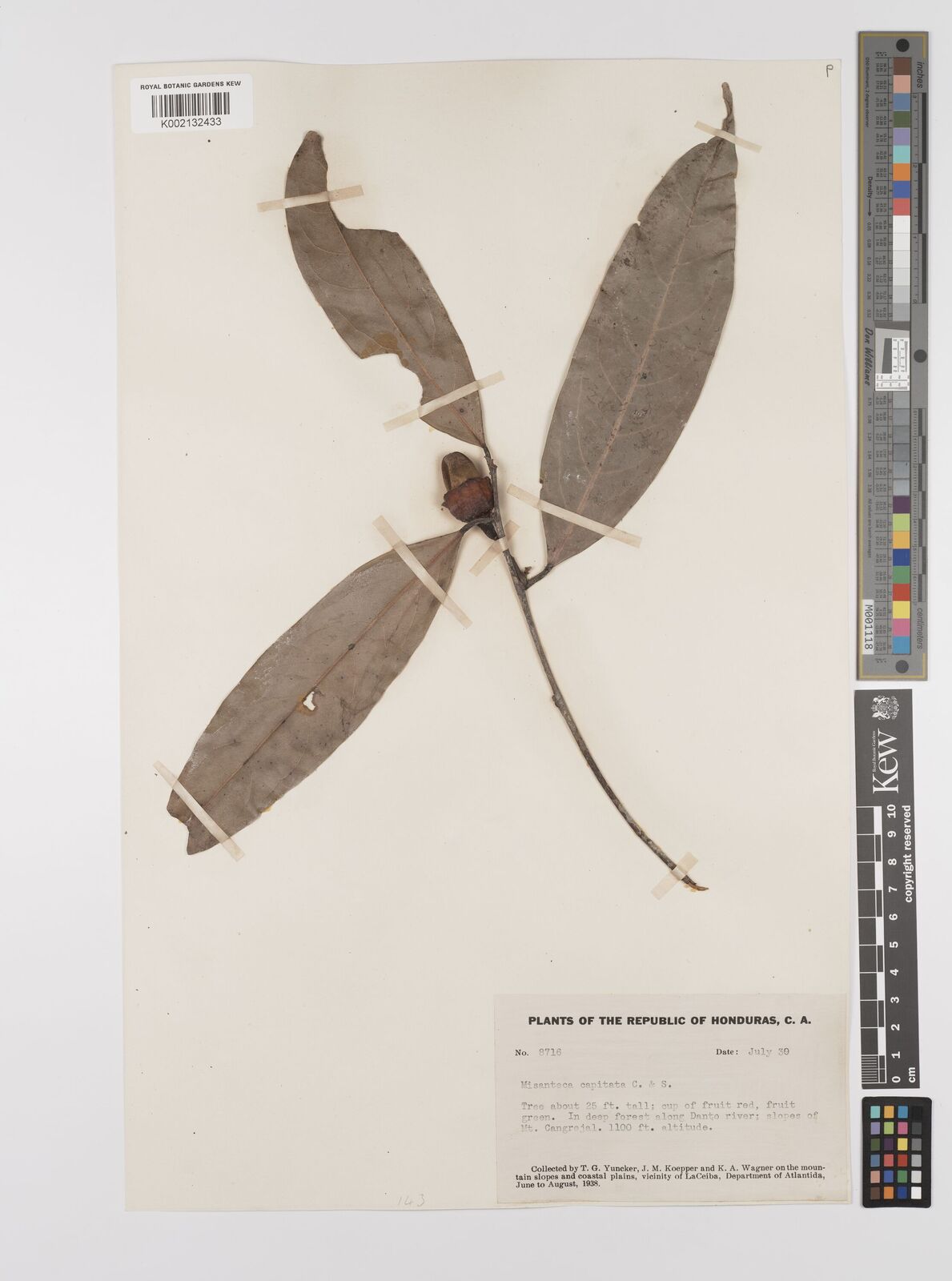 Licaria capitata (Cham. & Schltdl.) Kosterm. | Plants of the World ...