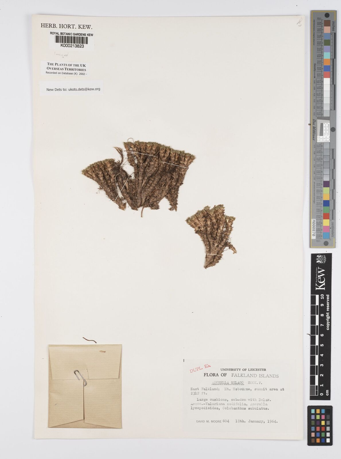 Azorella selago Hook.f. | Plants of the World Online | Kew Science