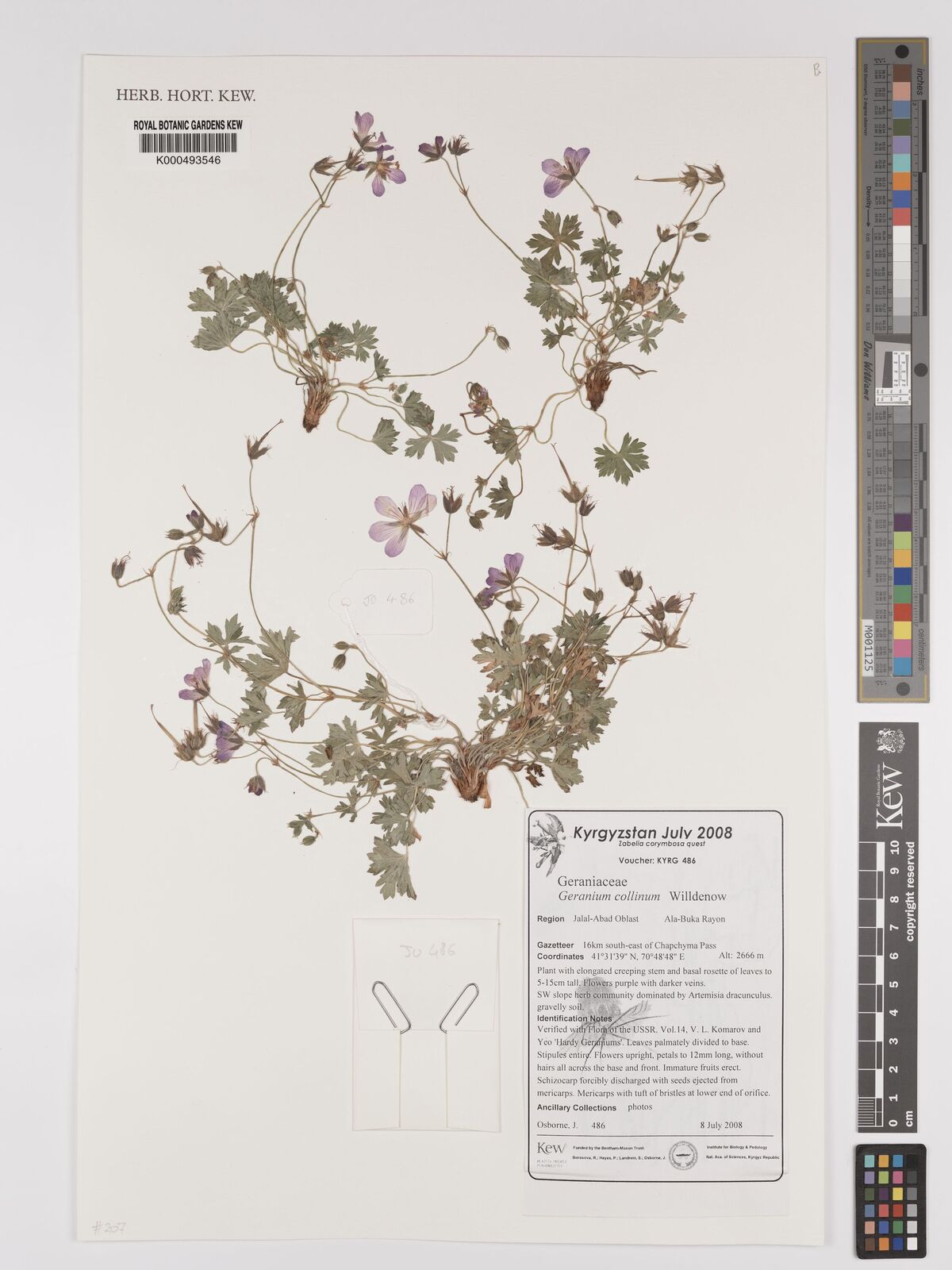 Geranium collinum Stephan ex Willd. | Plants of the World Online | Kew ...