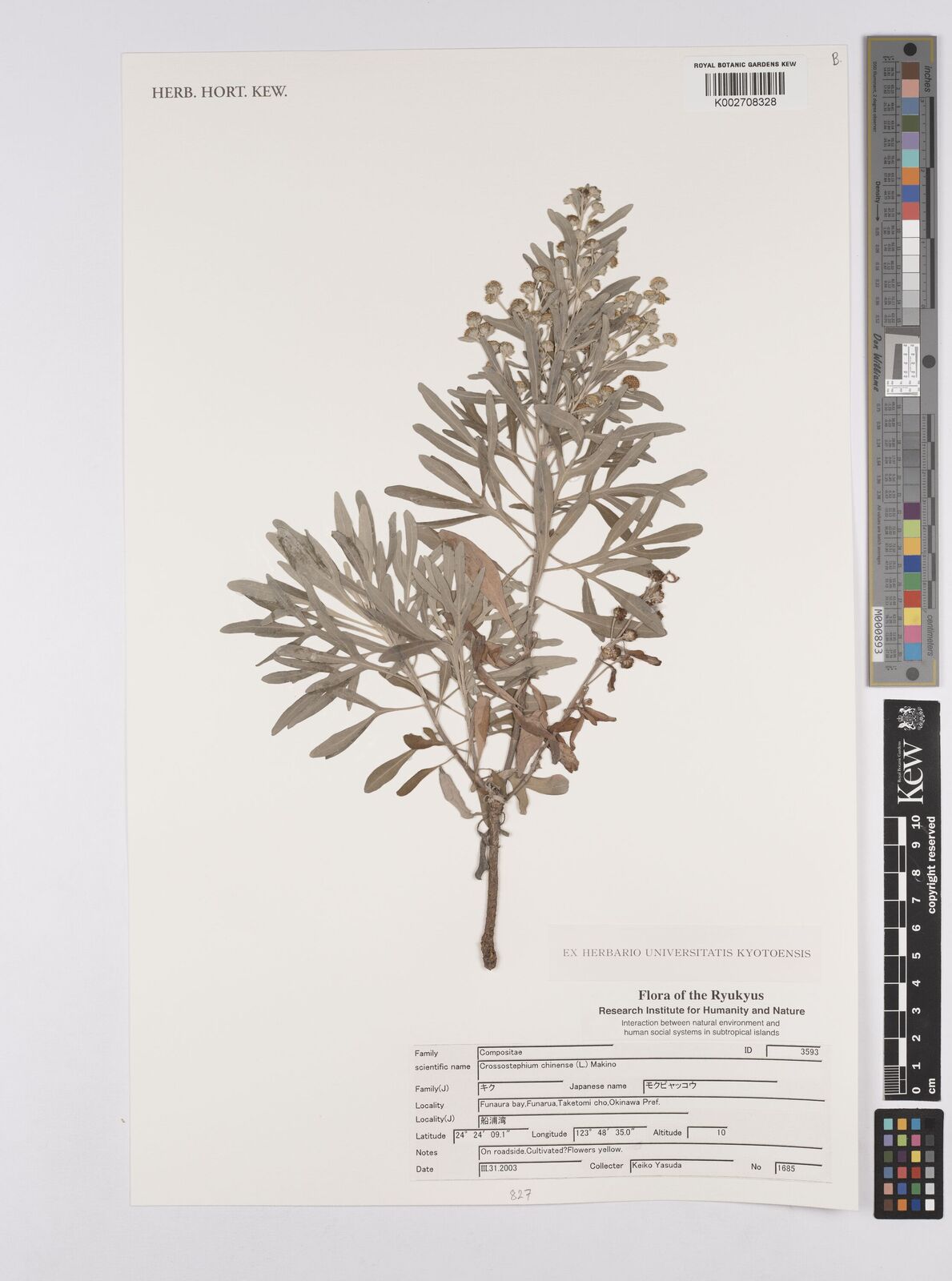 Crossostephium chinense (L.) Makino | Plants of the World Online | Kew ...