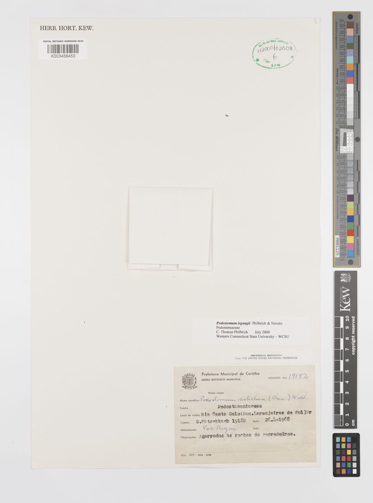 Podostemum irgangii C.T.Philbrick & Novelo | Plants of the World Online ...