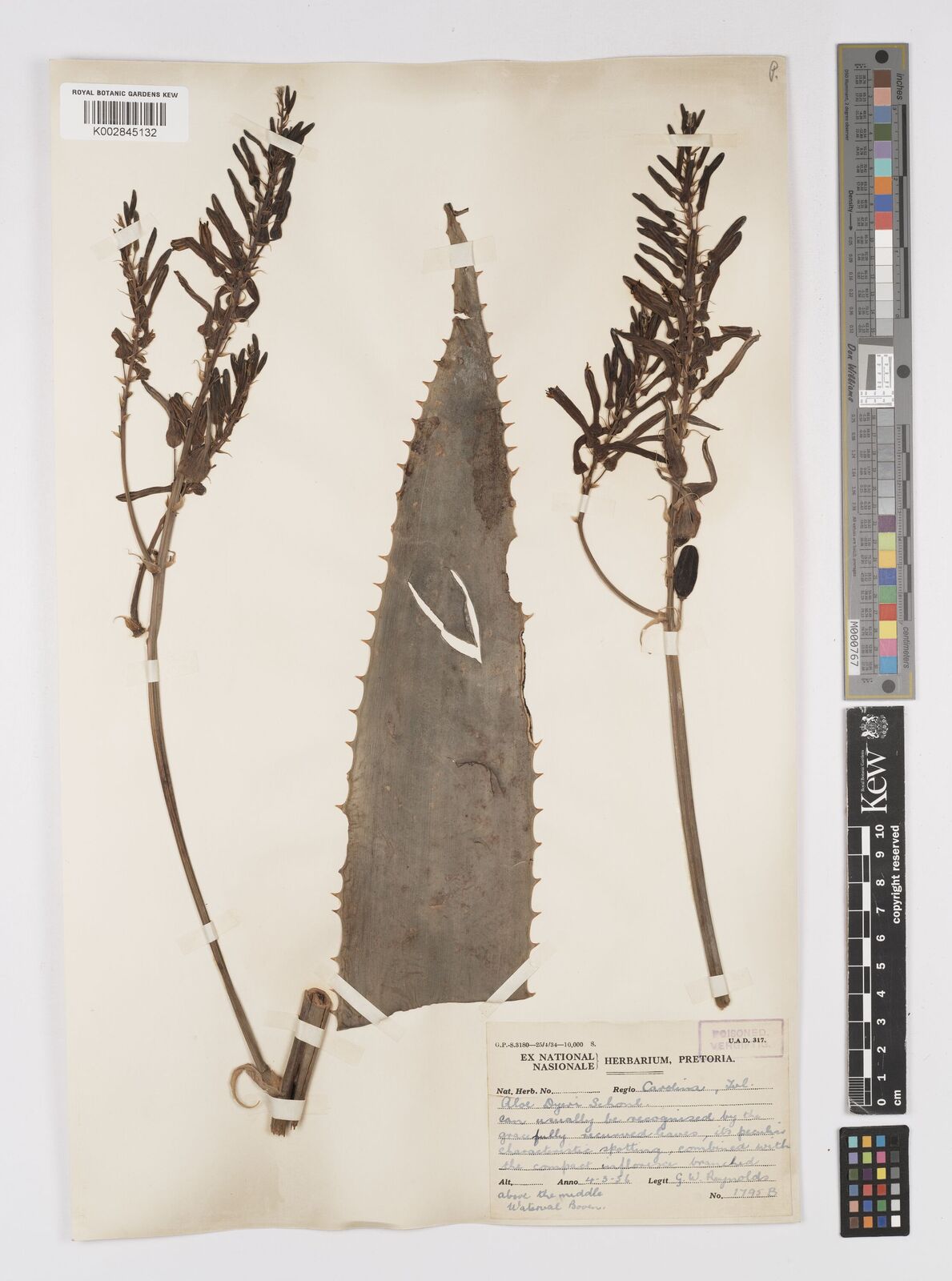 Aloe dyeri Schönland | Plants of the World Online | Kew Science