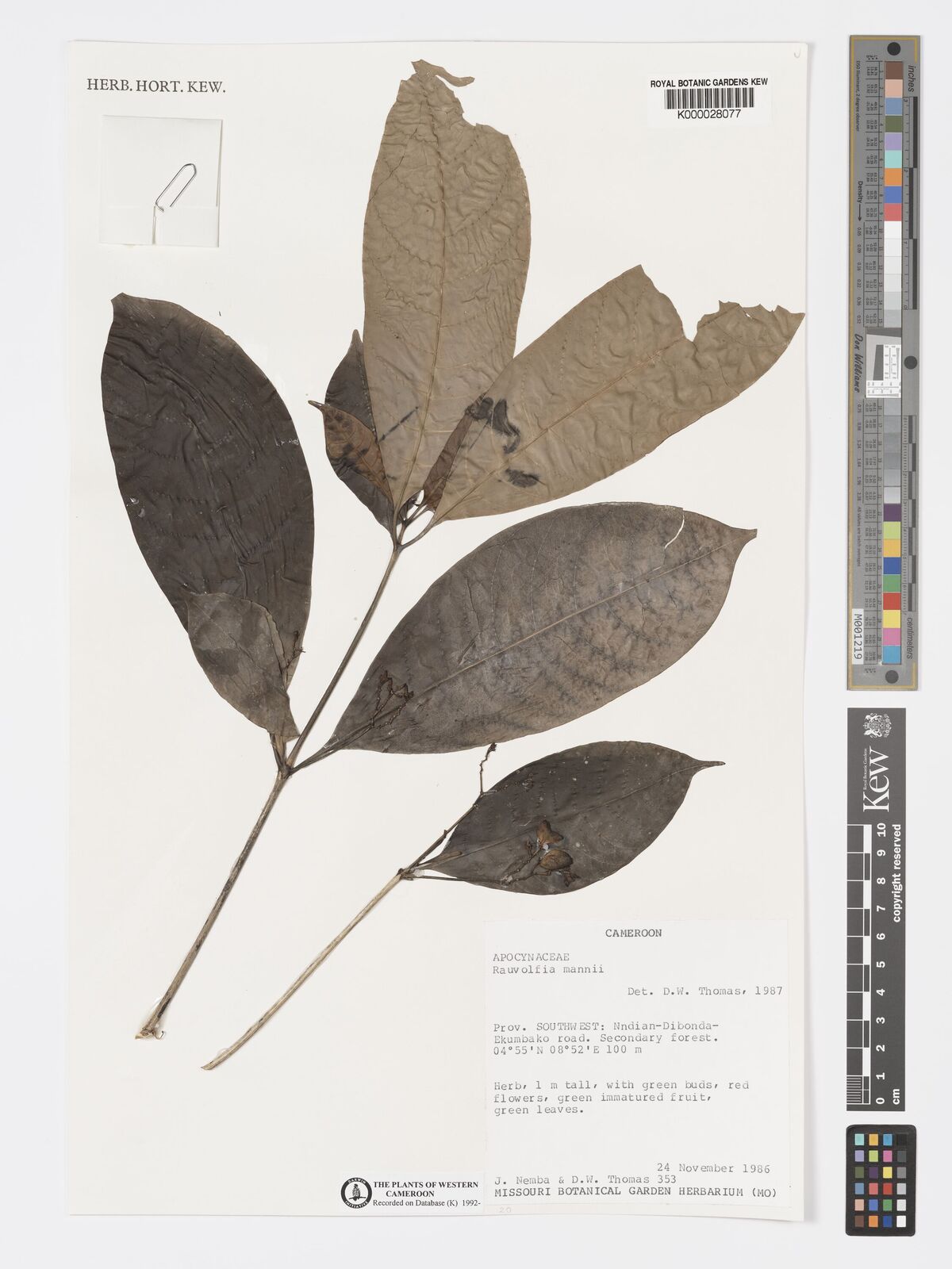 Rauvolfia mannii Stapf | Plants of the World Online | Kew Science