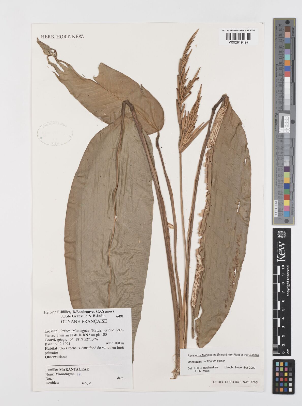 Monotagma contractum Huber | Plants of the World Online | Kew Science