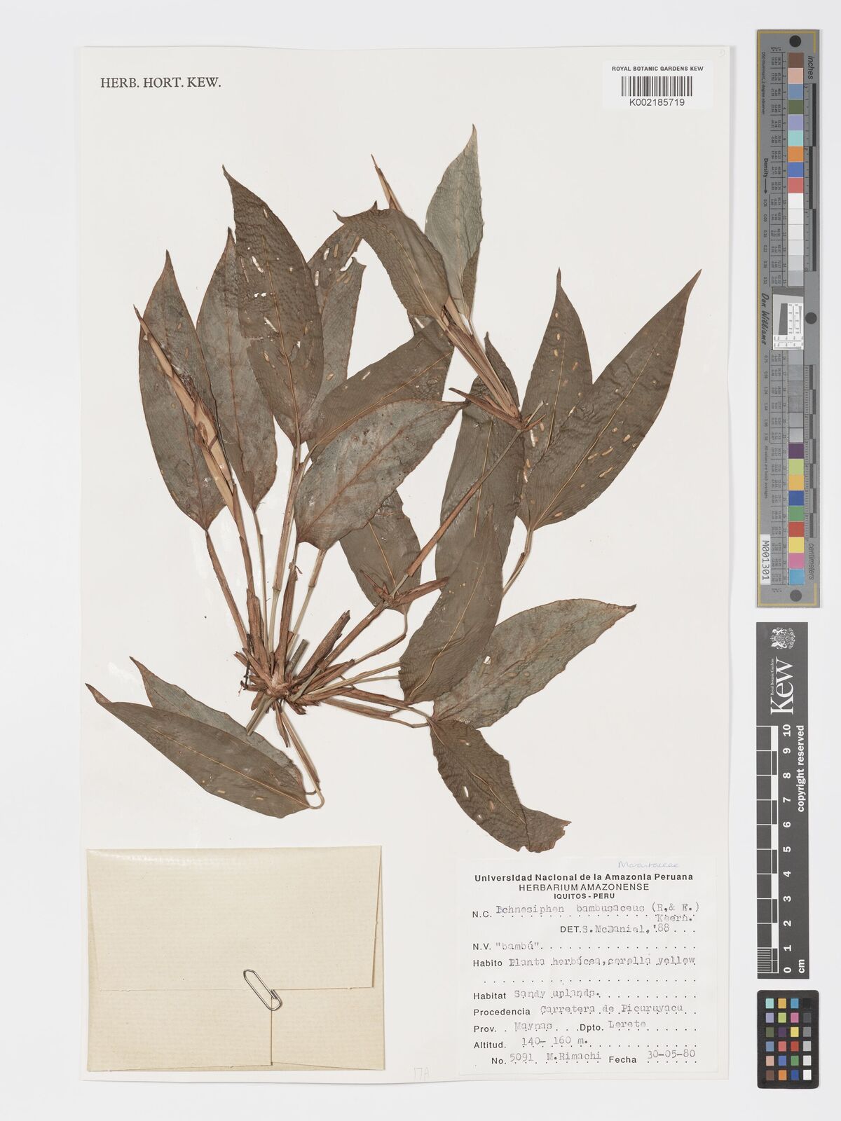Ischnosiphon gracilis subsp. gracilis | Plants of the World Online ...